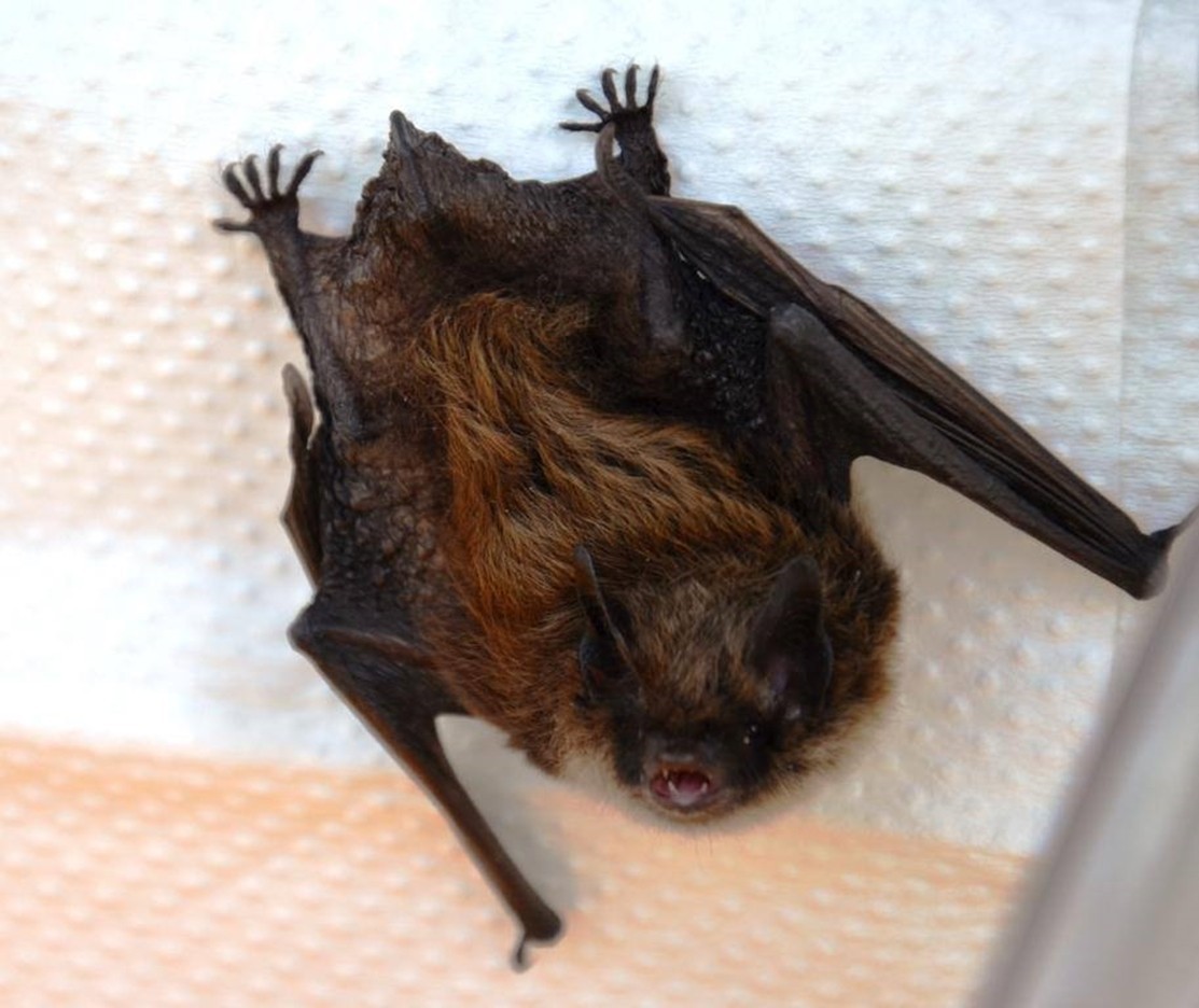 Nietoperz w domu? Małe nie boją się ludzi - Bielawa - NaszeMiasto.pl
