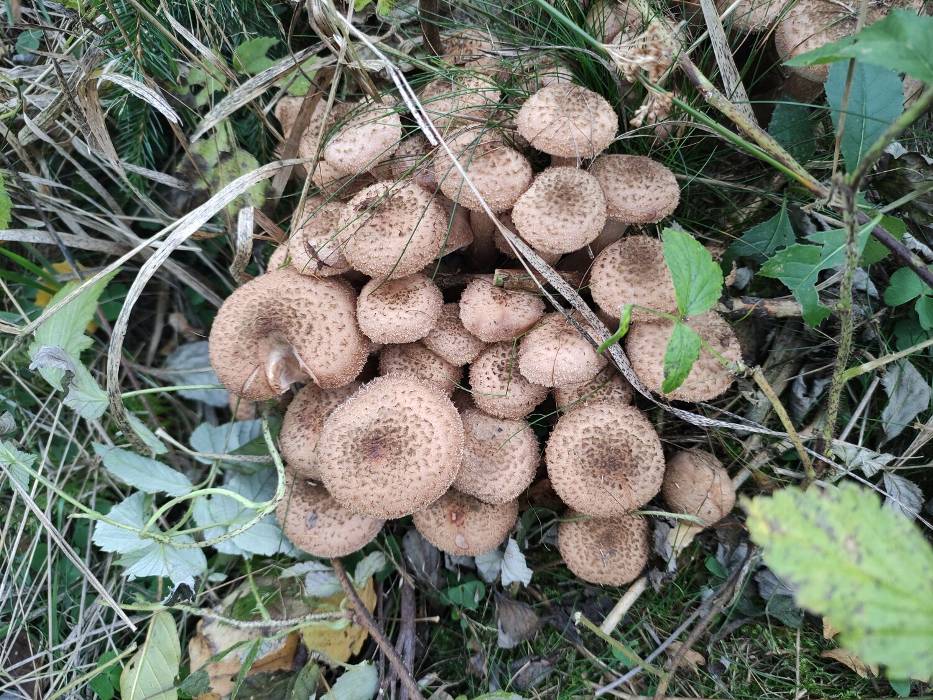 Dolnośląskie lasy pełne grzybów. Trwa wysyp. Co krok pieniek pełny ...