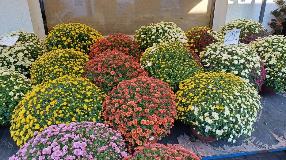 Chryzantemy na rynku w Pruszczu. Zobacz, jakie kwiaty i za ile kupisz na 1 listopada | Pruszcz ...